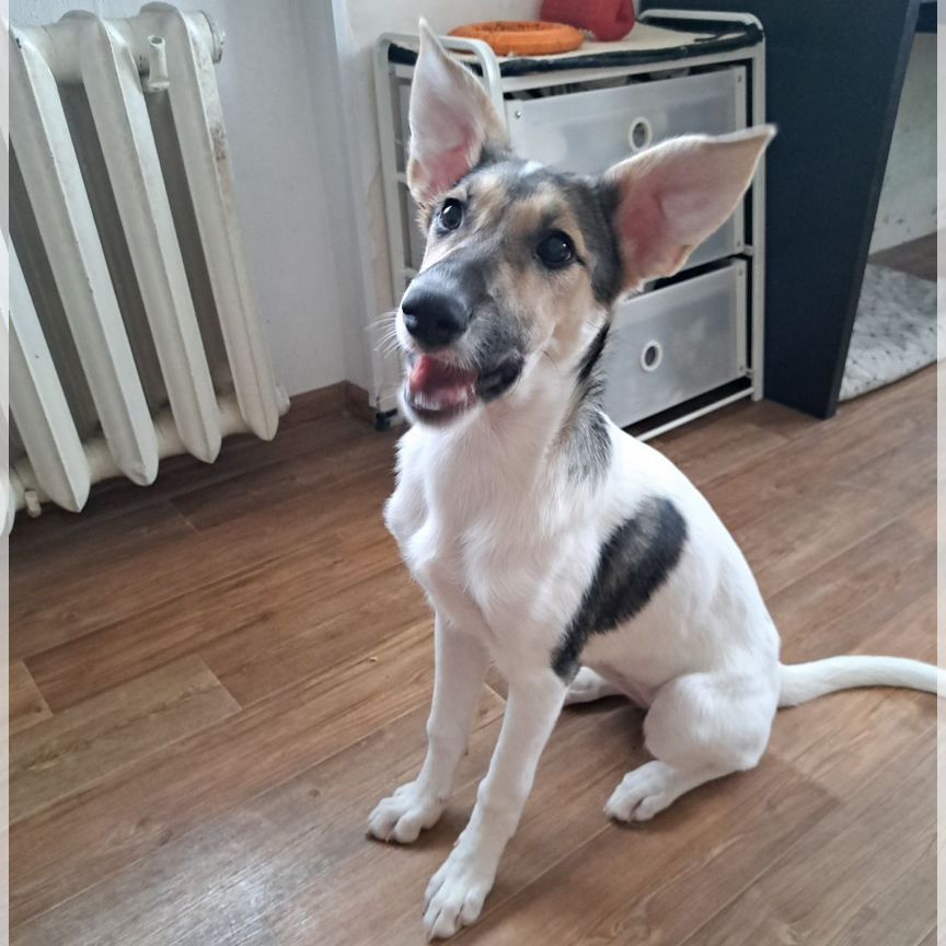 Щенок в добрые руки