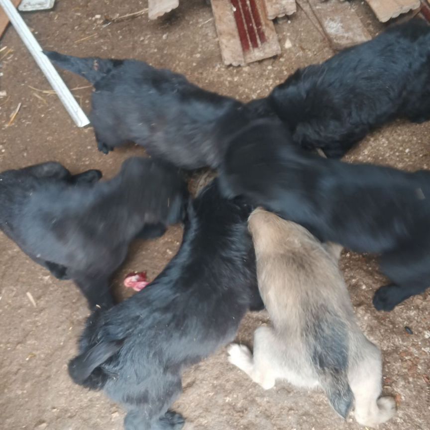 Шенки пастушки