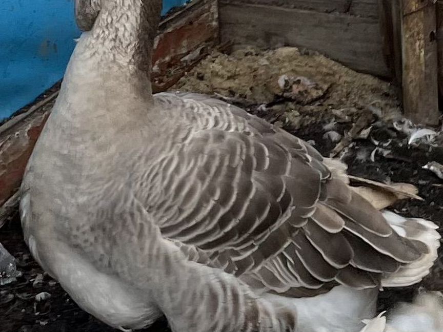 Гуси холмогоры