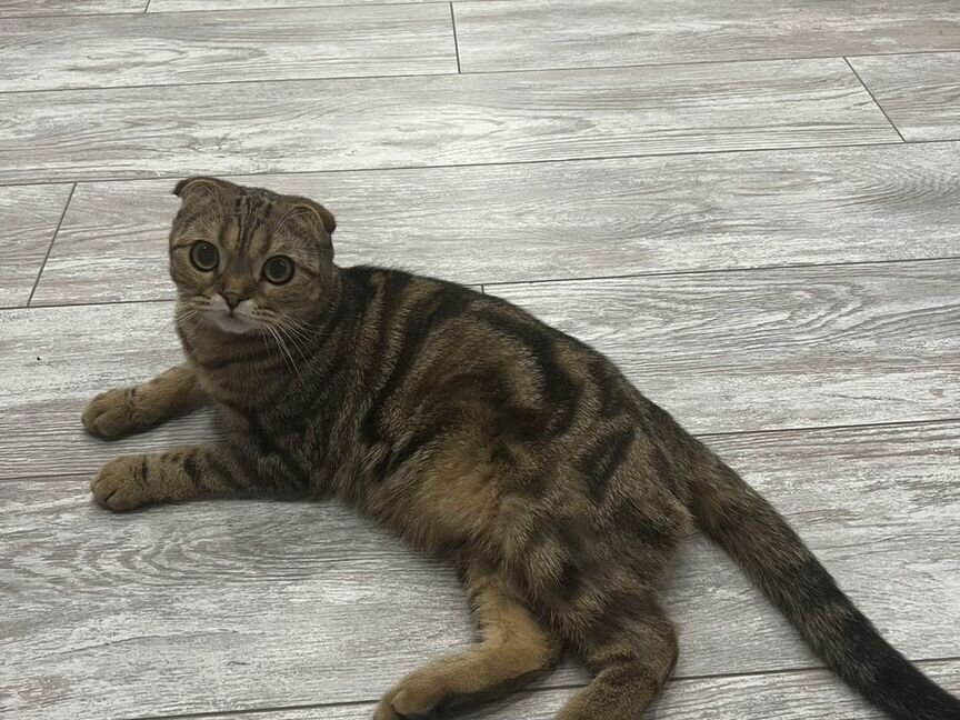 Шотландский вислоухий кот