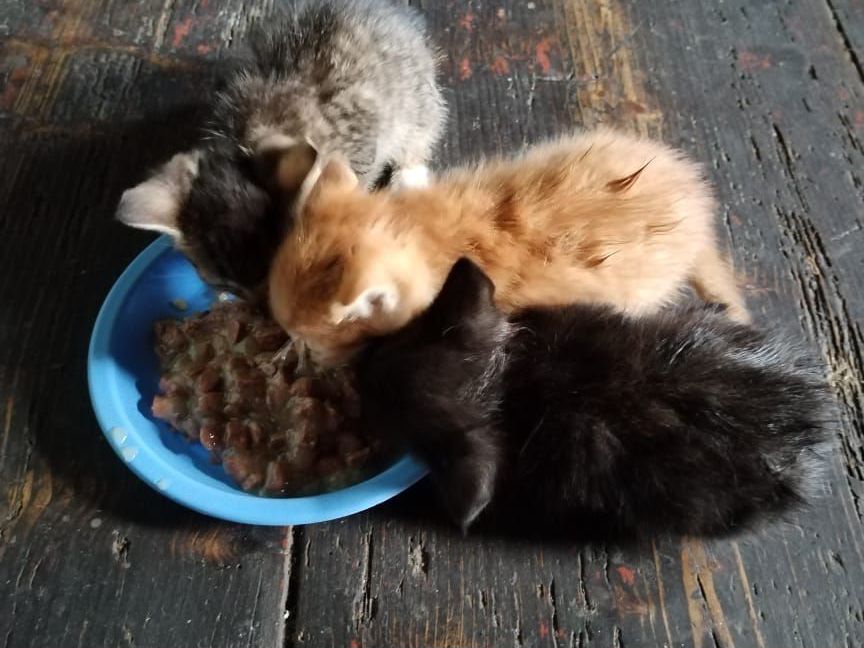 Бездомные котята