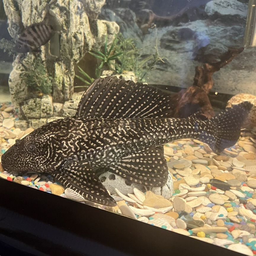 Парчевый сом