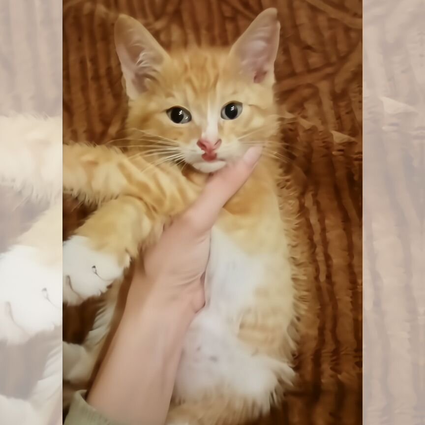 Котёнок в добрые руки