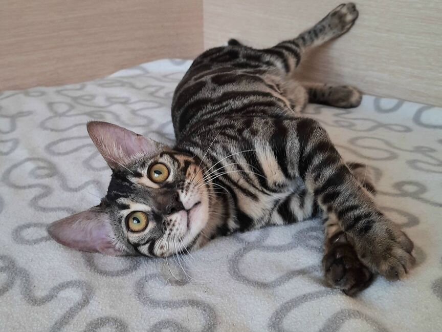 Угольная красавица