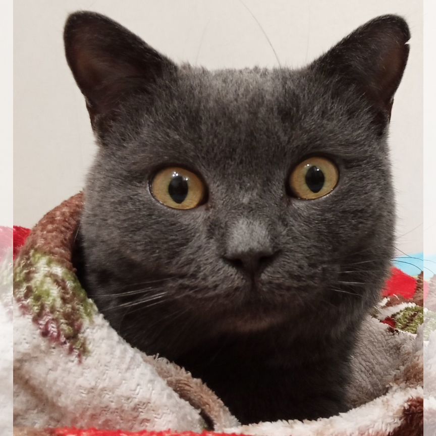 Котик с трудной судьбой