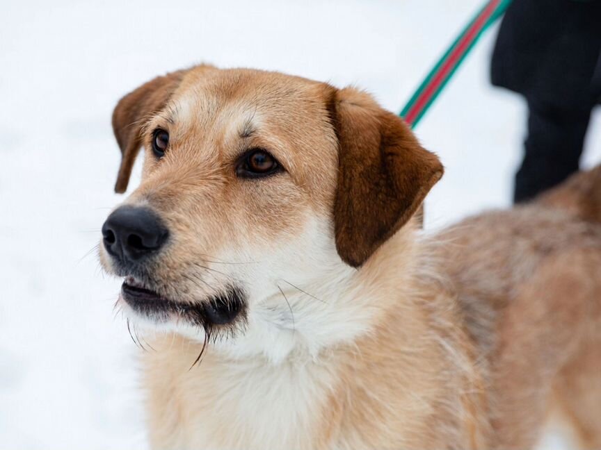 Стинг: дружелюбная собака из приюта