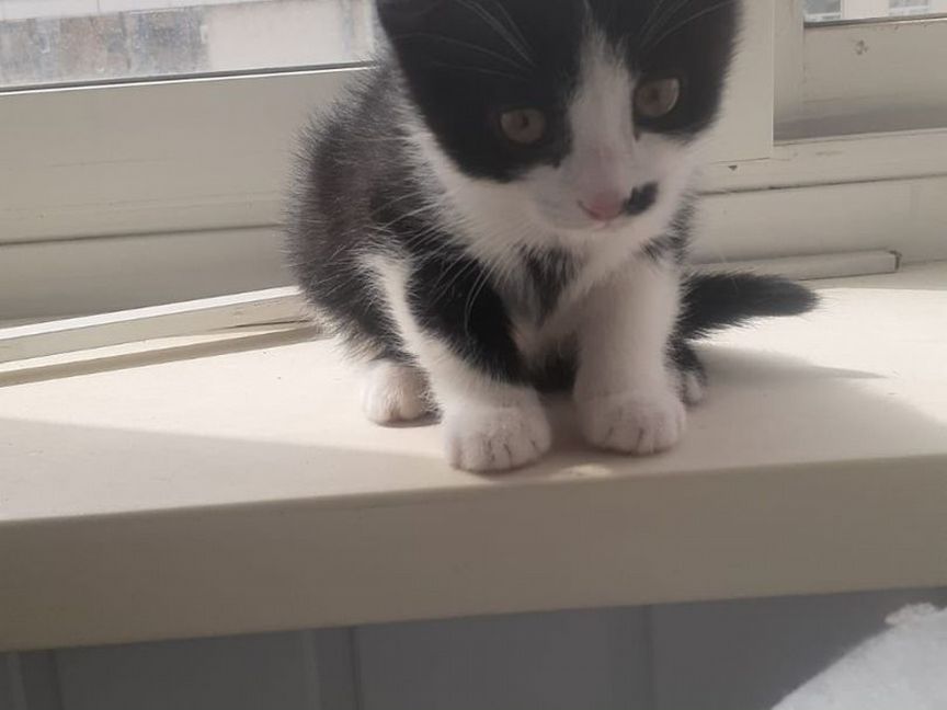 Котëнок в добрые руки