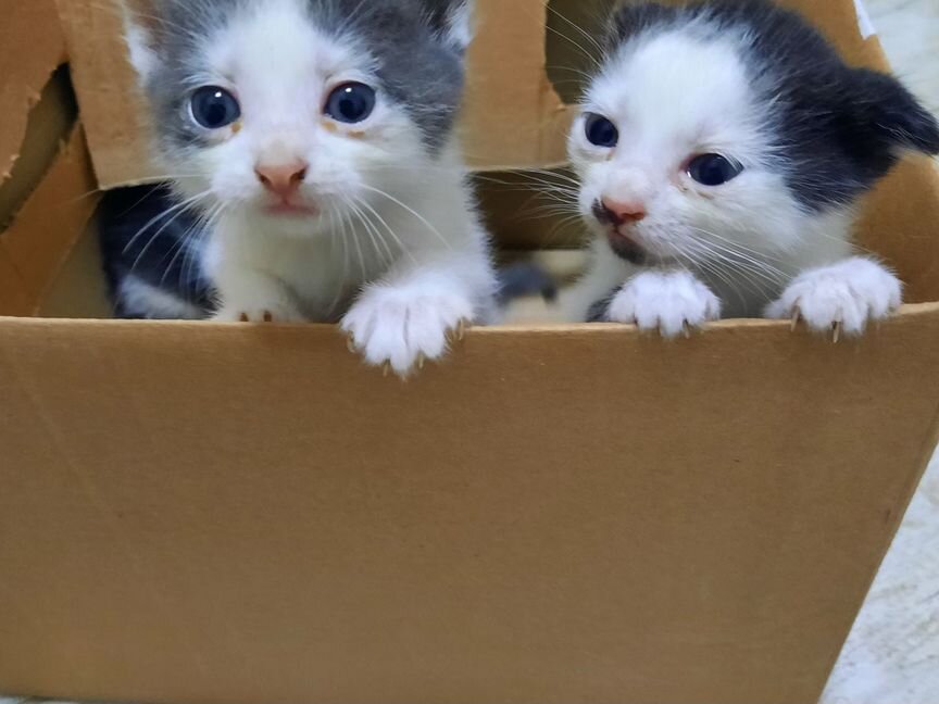 Котитки в добрые руки мама вислоухая