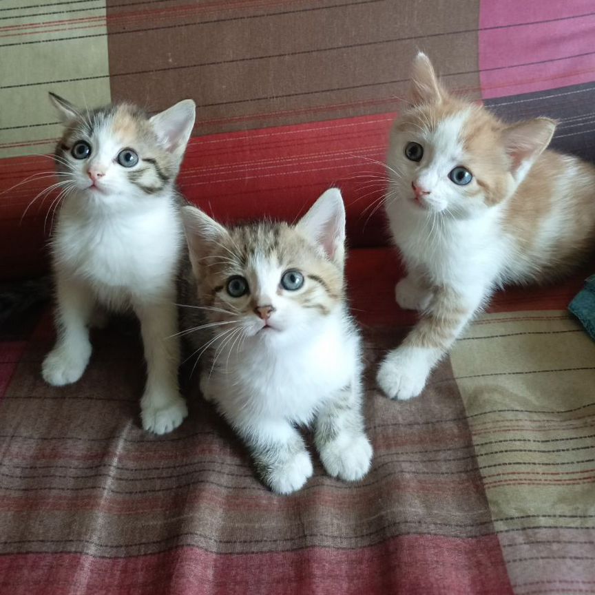 Отдам котят