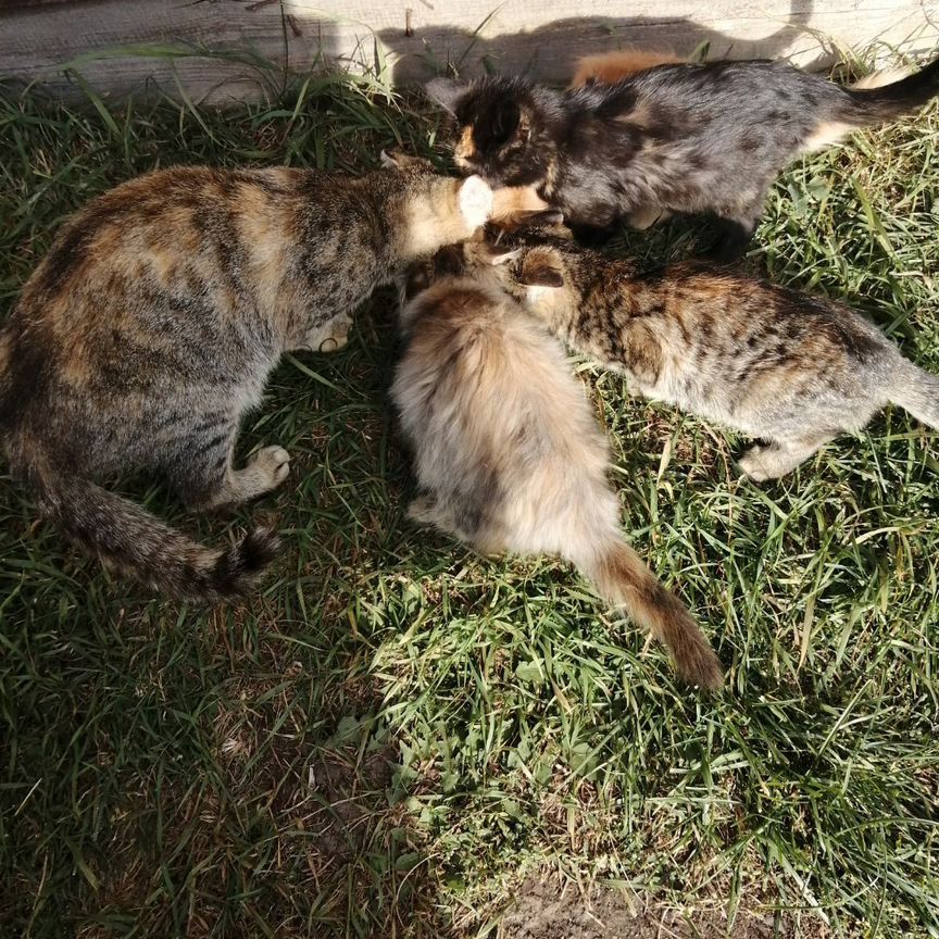 Спасите котенка