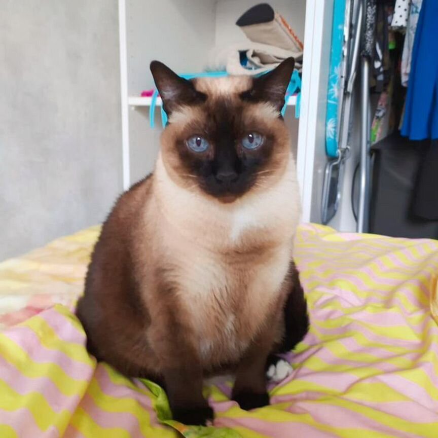 Сиамский кот ищет дом