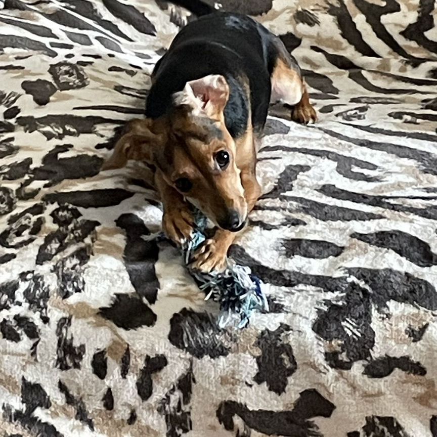 Собака в добрые руки даром цвергпинчер митиска