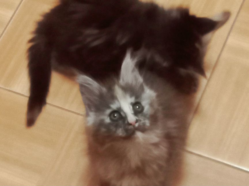 Девочка породы Мейн-кун Симба