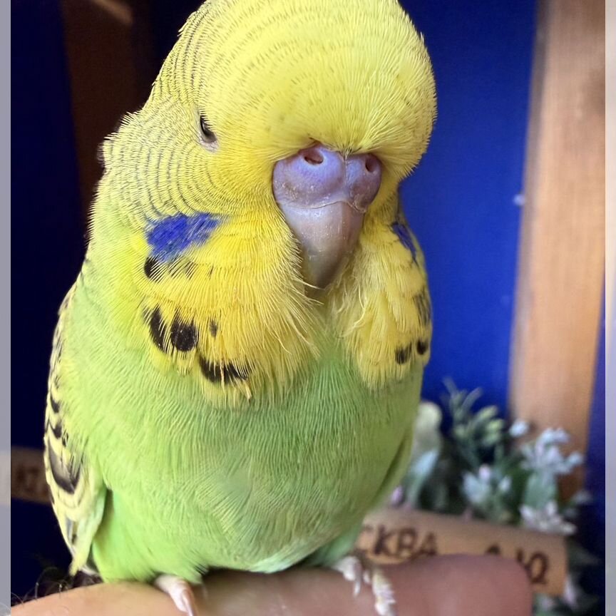 Попугай ввп-чех,самец