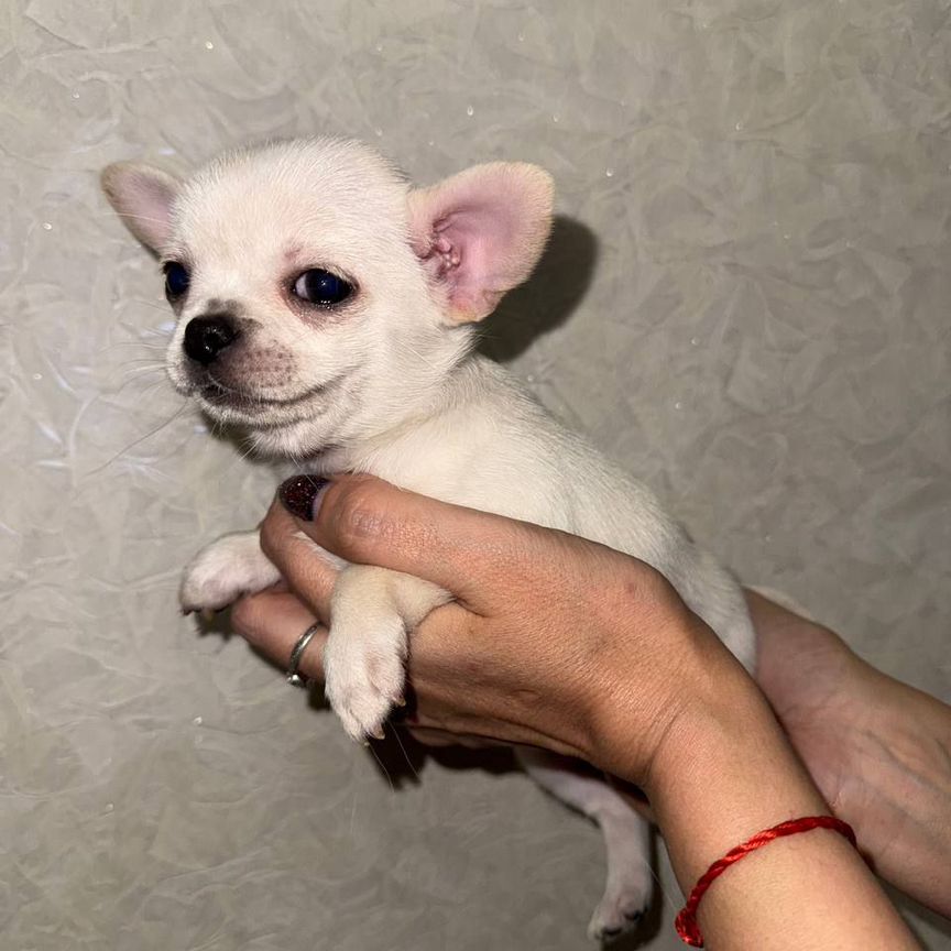 Чишки-малышки