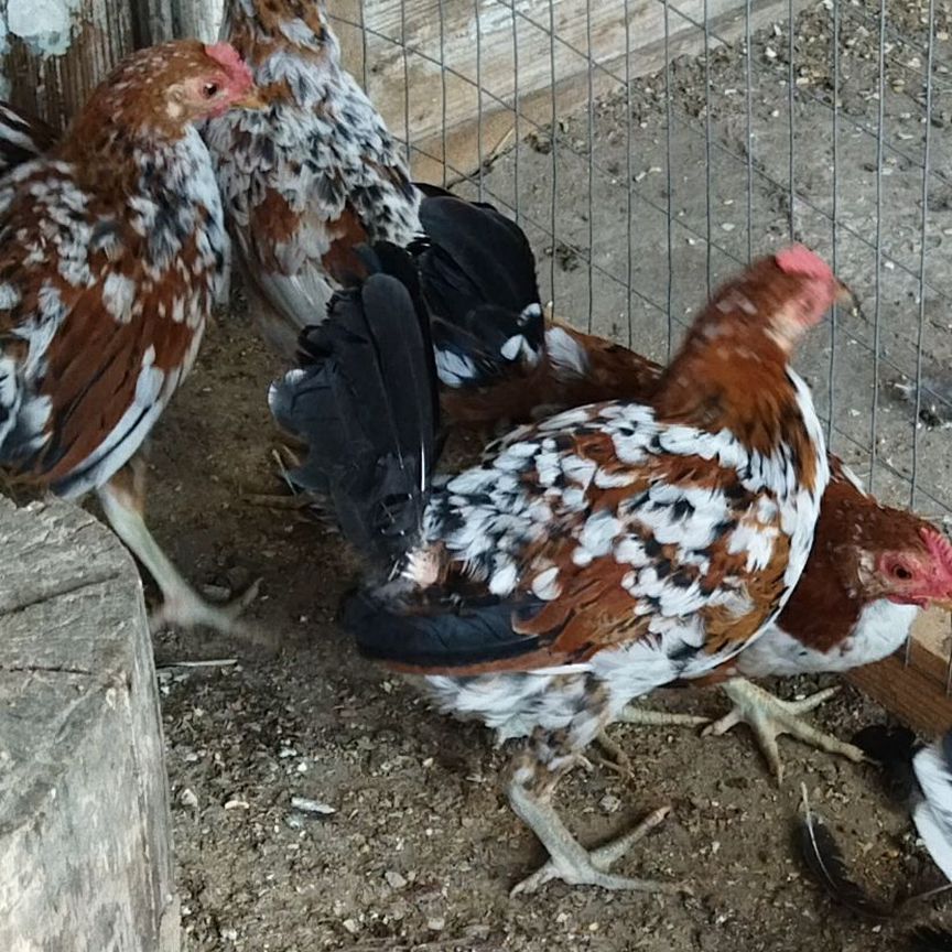 Курочка ряба