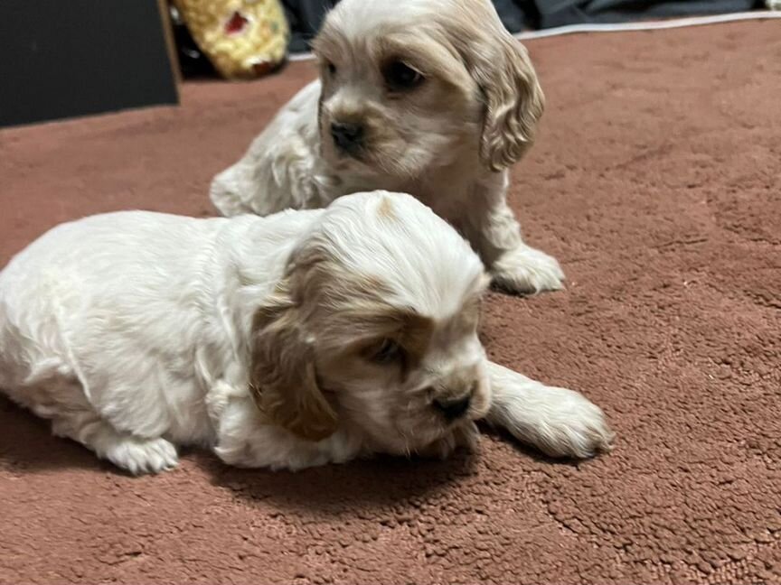 Американский Кокер спаниель