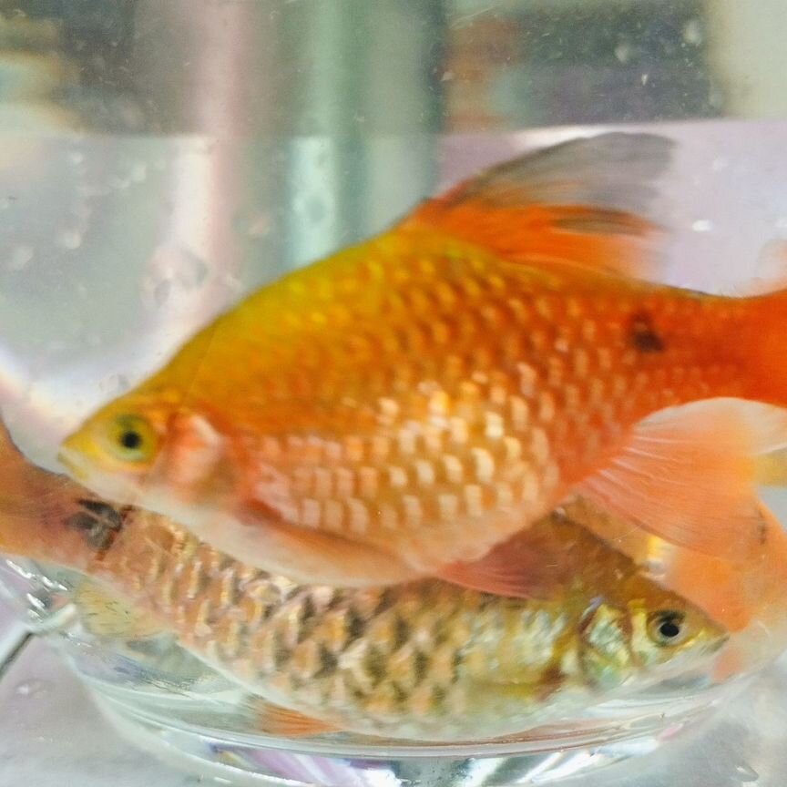 Рыбка барбус