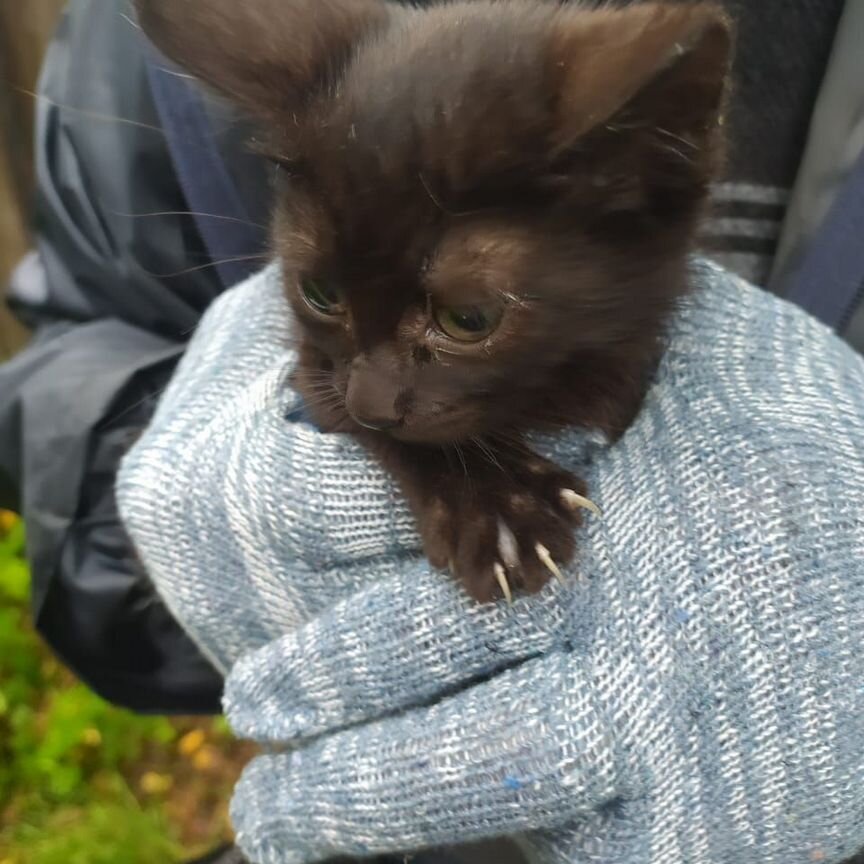 Котенок забран с улицы,в добрые руки