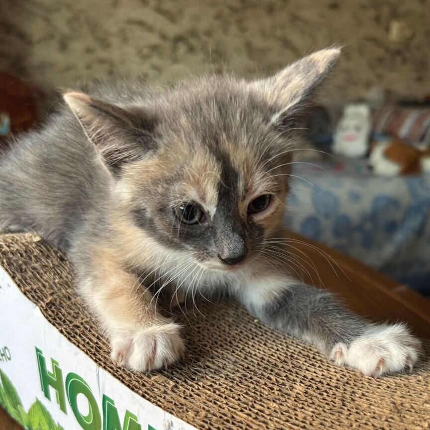 Котёнок в добрые руки