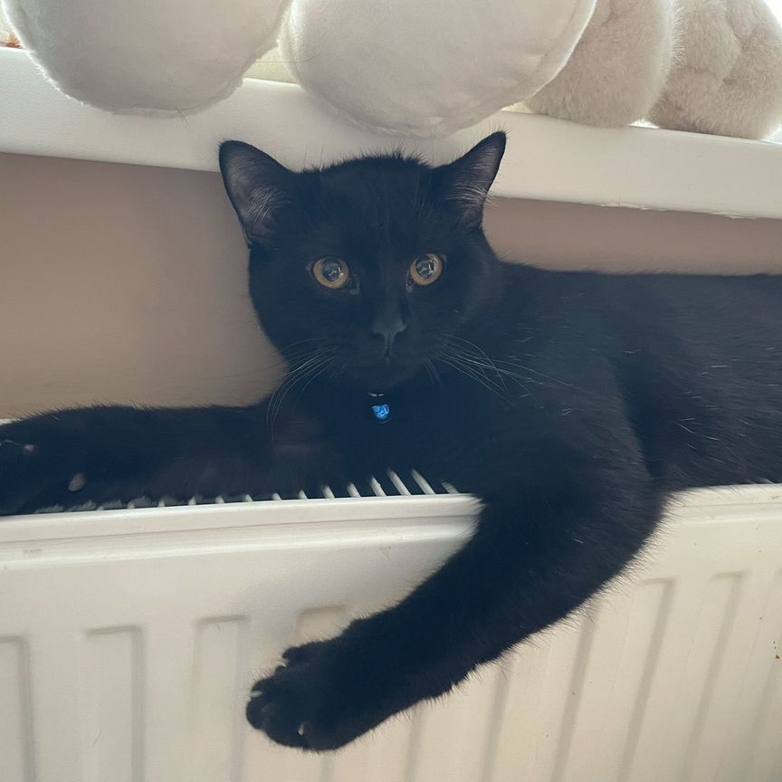 Отдам шотландского котенка
