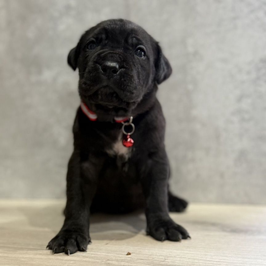 Корсо детки