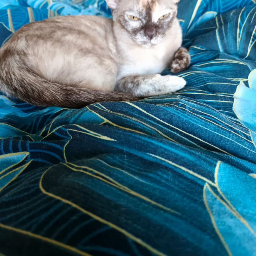 Кошечка