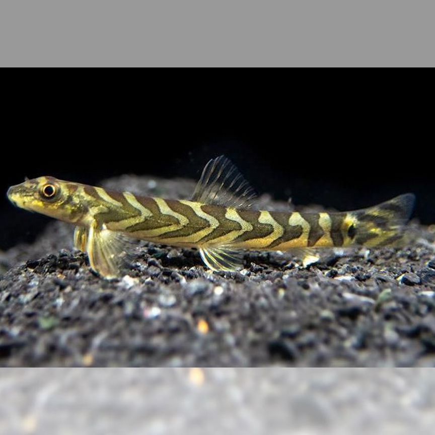 Вьюн зодиак - Mesonoemacheilus triangularis