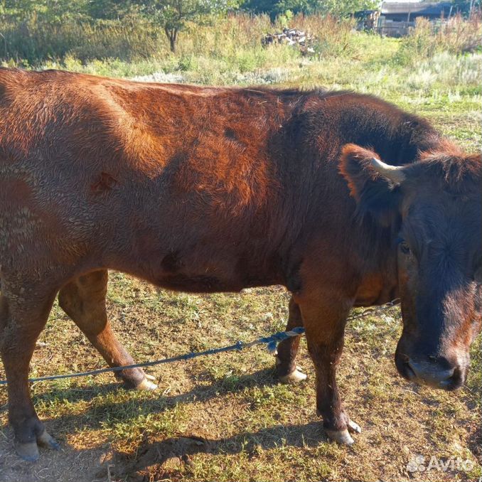 Скот, тёлочка 1,5 годика