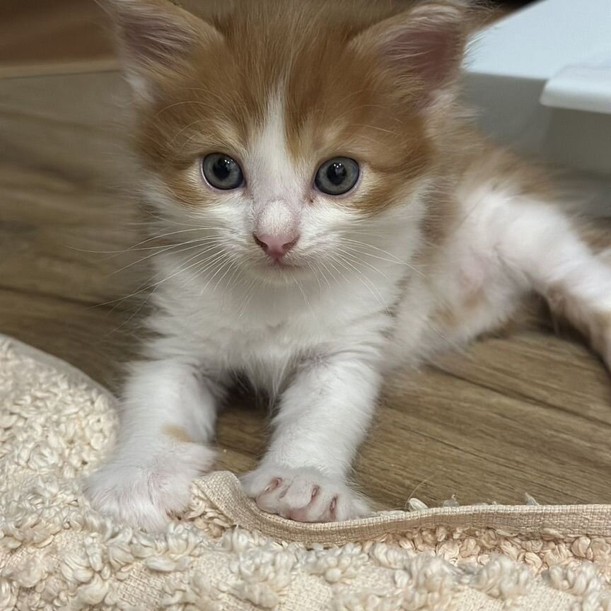 Котенок Цитрус