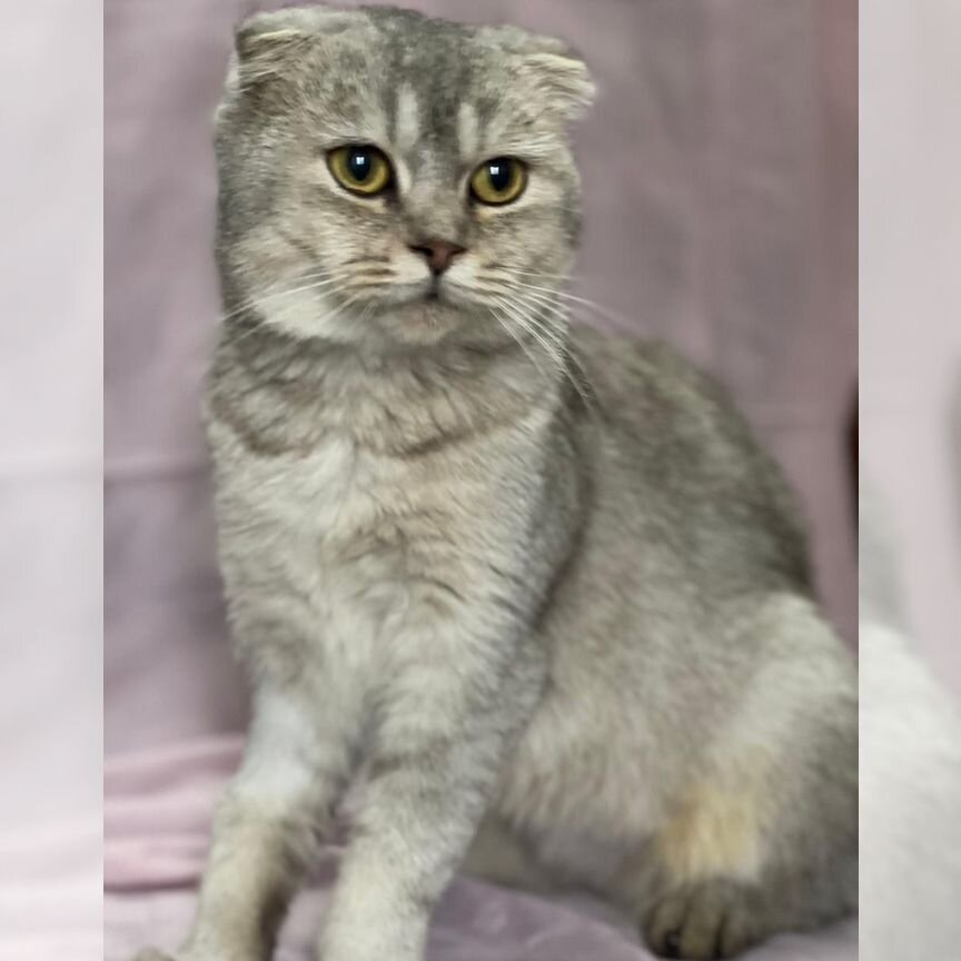 Серая вислоухая кошка Эмма ищет дом
