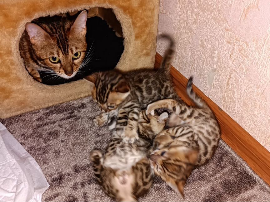 Бенгальская кошка