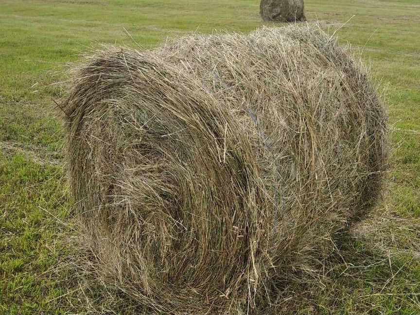 Сено в рулонах 2023