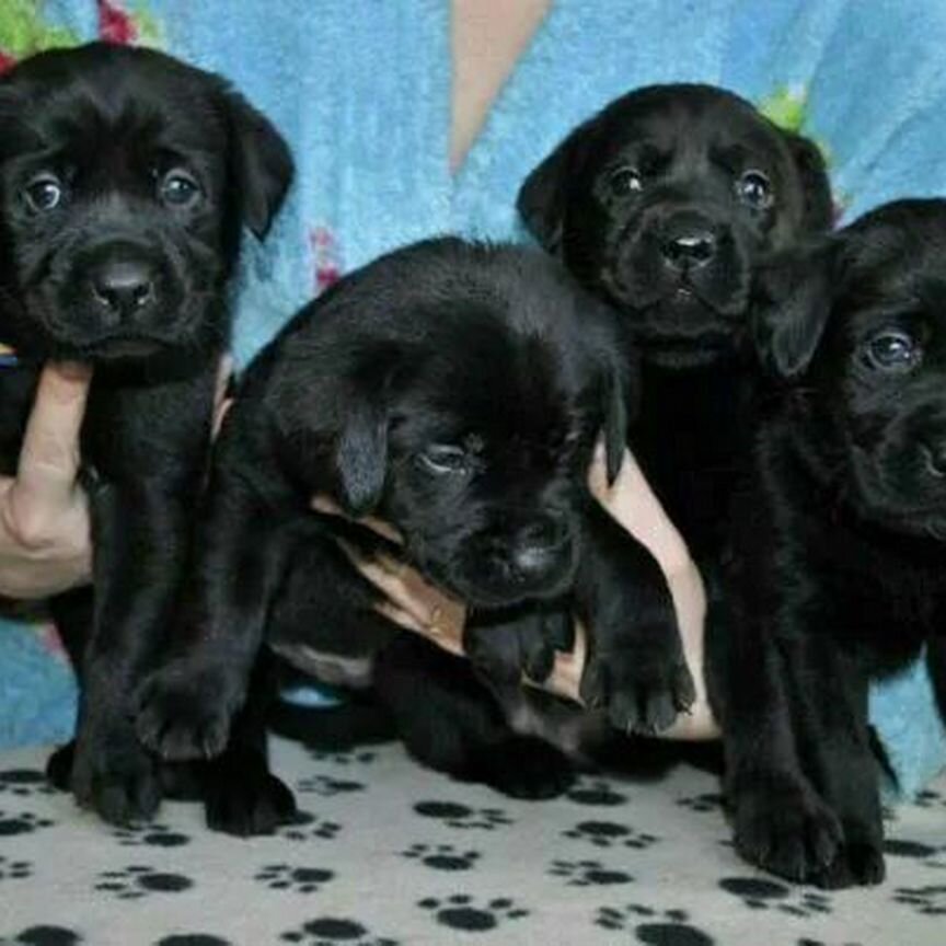 Щенки лабрадора