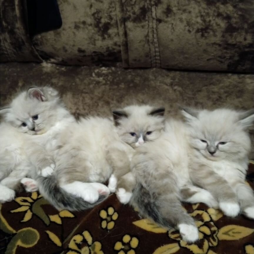 Невская Маскарадная