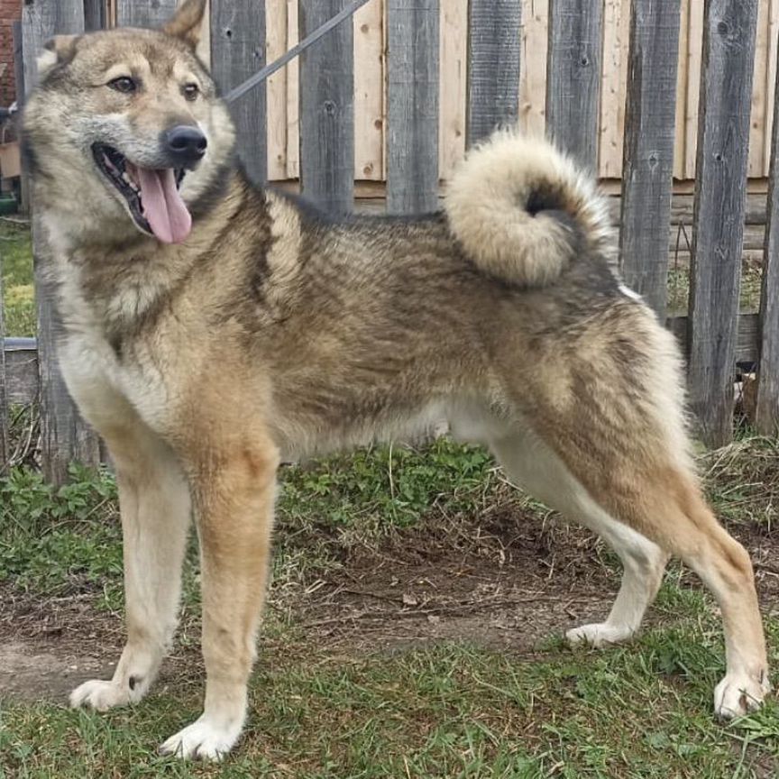 Западно сибирская лайка вязка