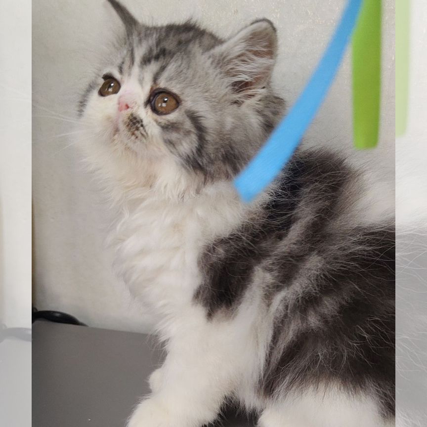 Экзотический короткошёрстный котёнок