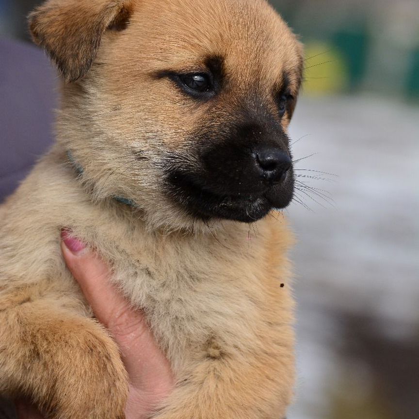 Щеночек в добрые руки