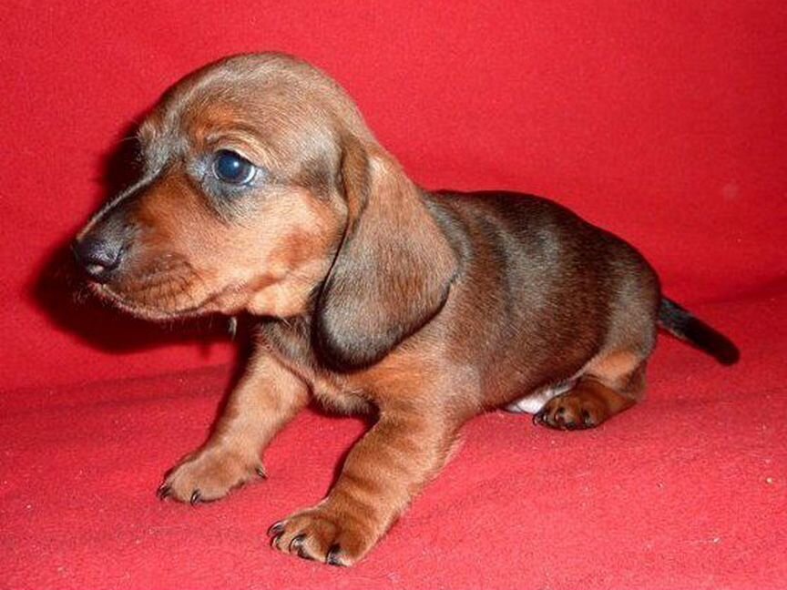 Щенки миниатюрной таксы