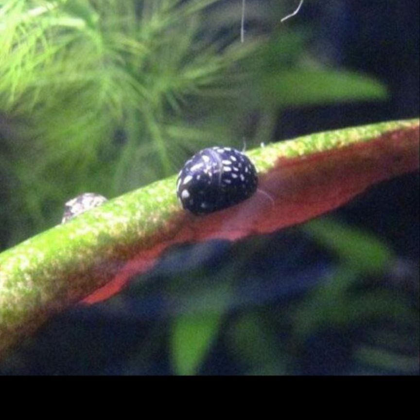 Теодоксусы