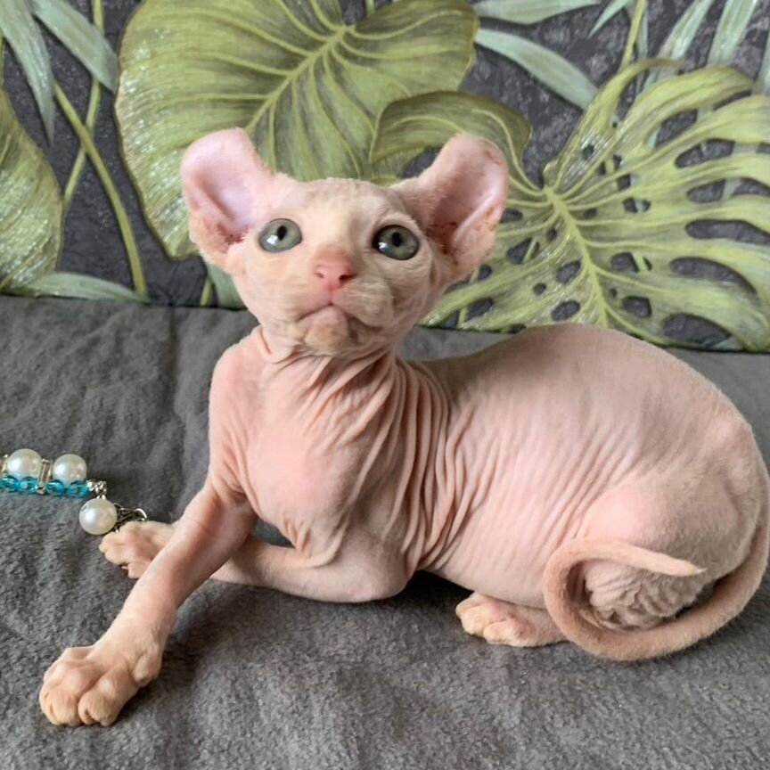 Двэльф мальчик котенок