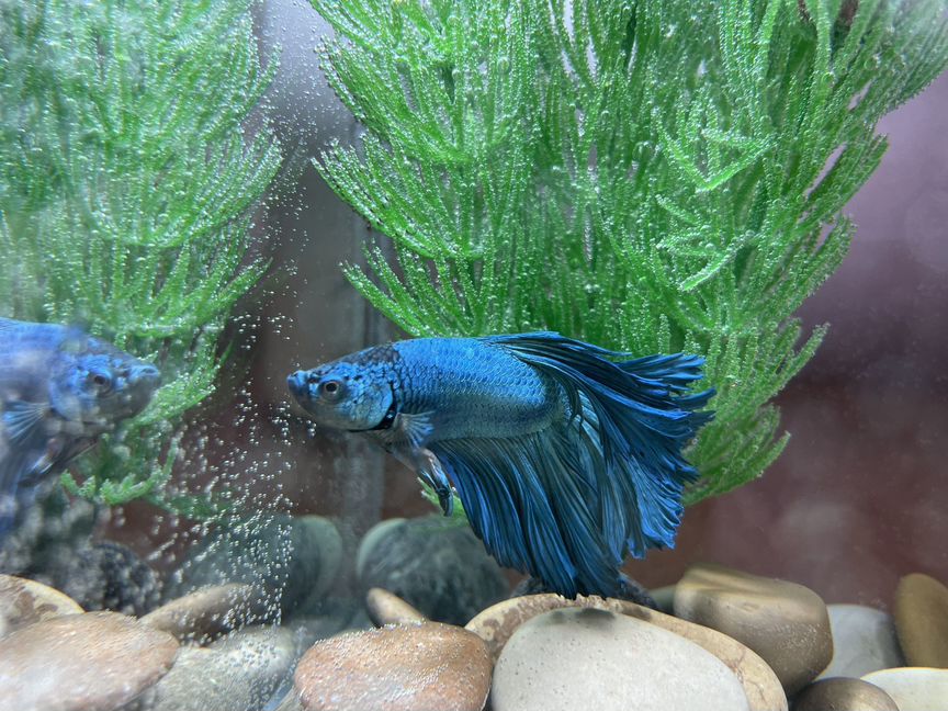 Рыбка петушок с аквариумом
