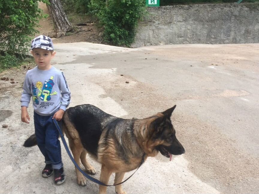 Продам щенов немекой овчарки