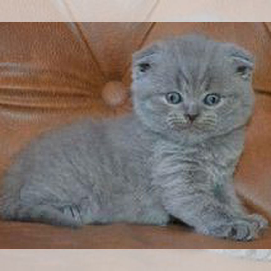 Вислоухий медвежонок