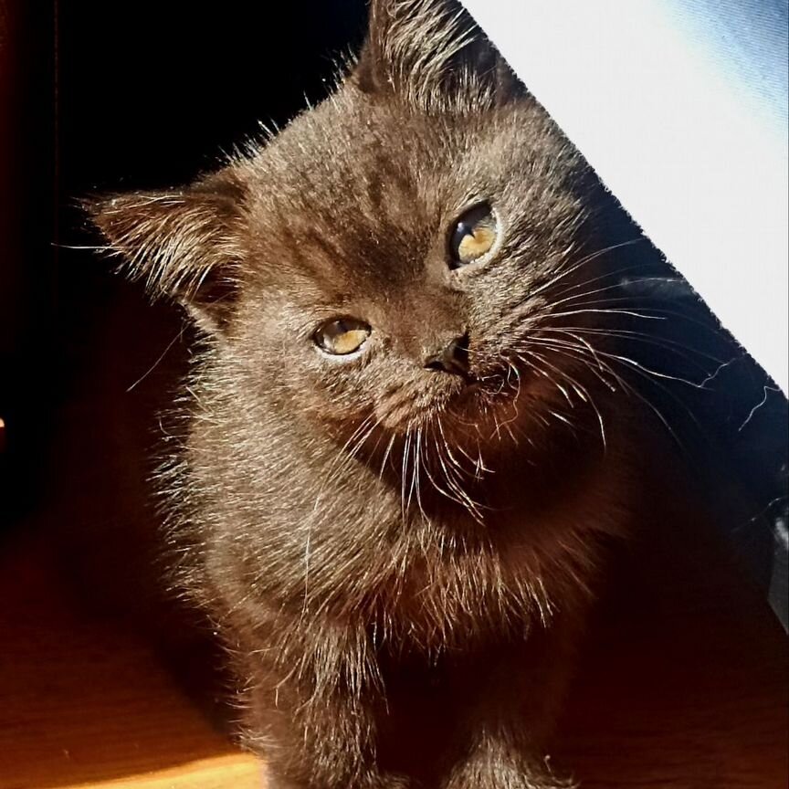 Котенок девочка