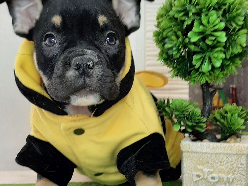 Американский булли