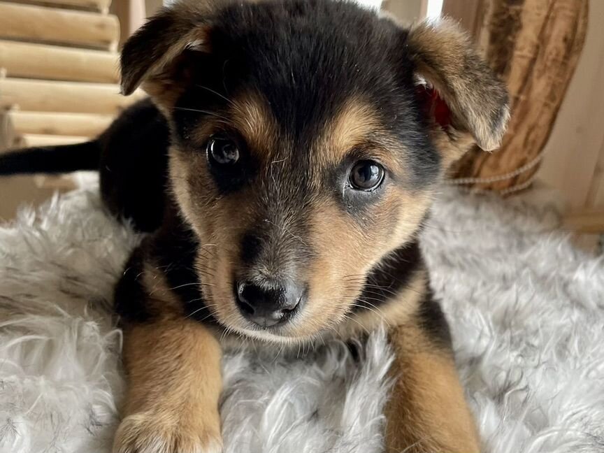 Чудо маленький щенок в добрые руки