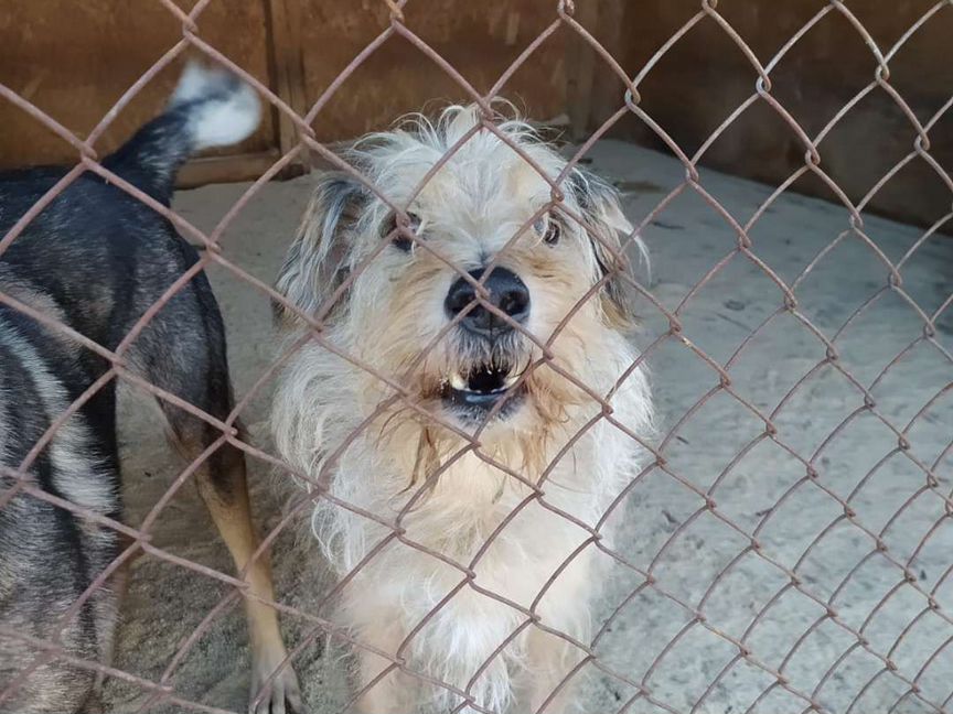 Веселый бородач Вовчик в добрые руки