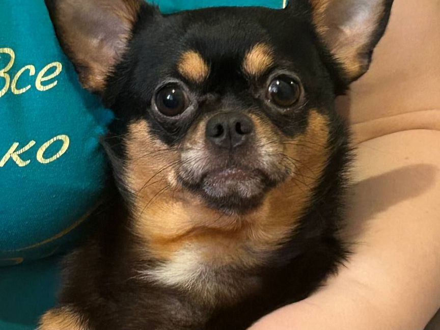 Вязка чихуахуа