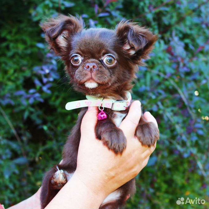 Девочка шоколад дш чихуа